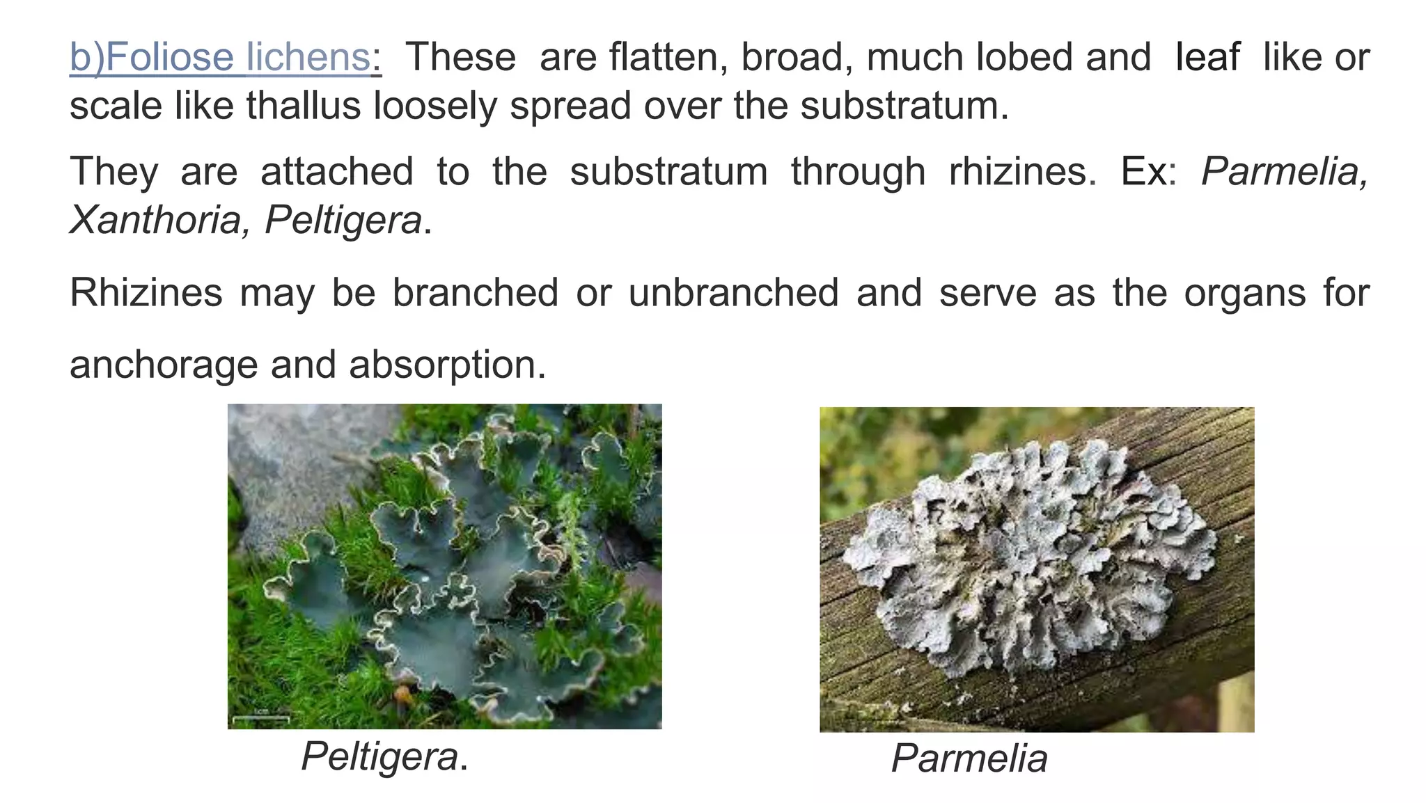 lichens-a-general-account.ppt