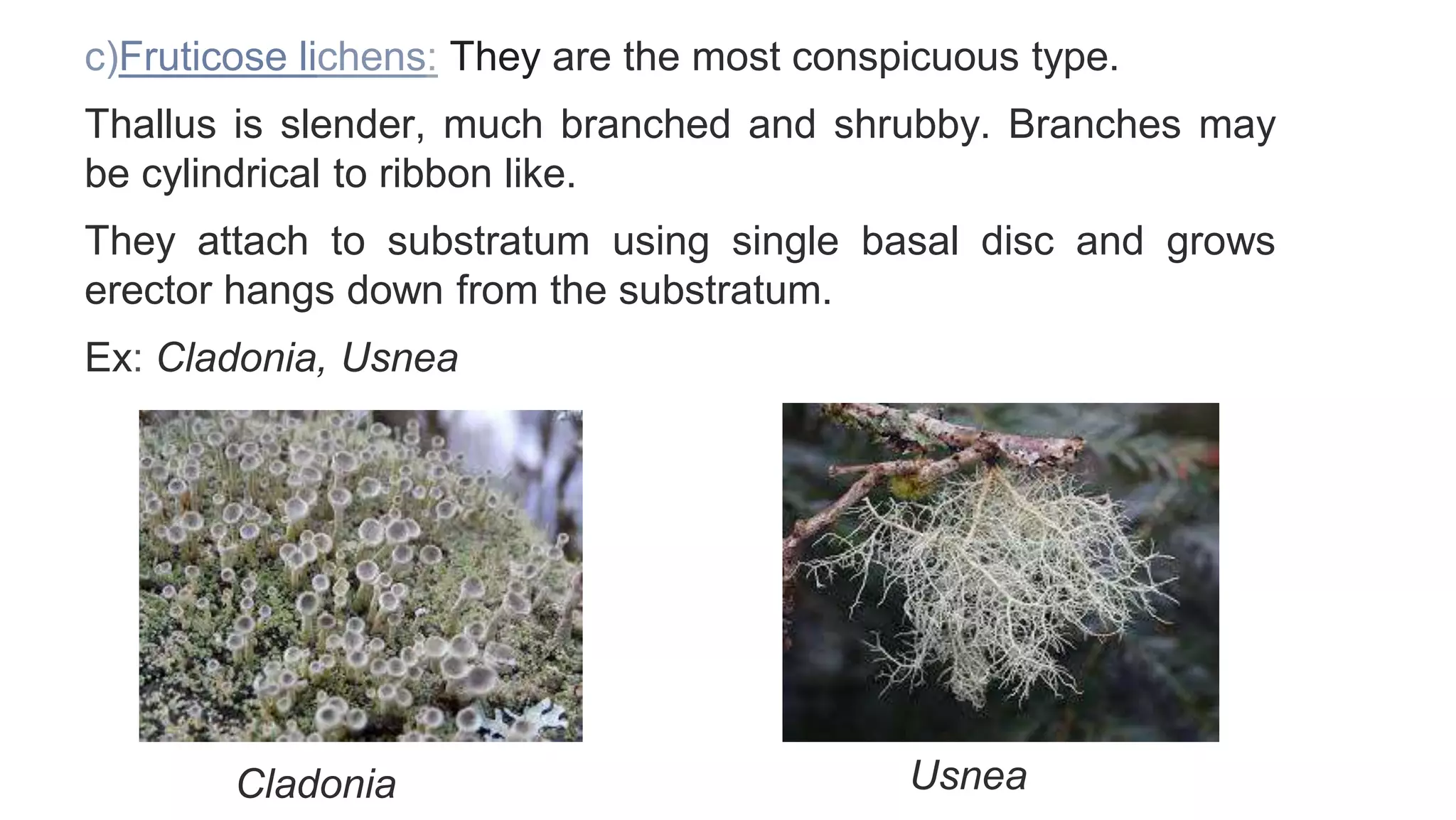 lichens-a-general-account.ppt