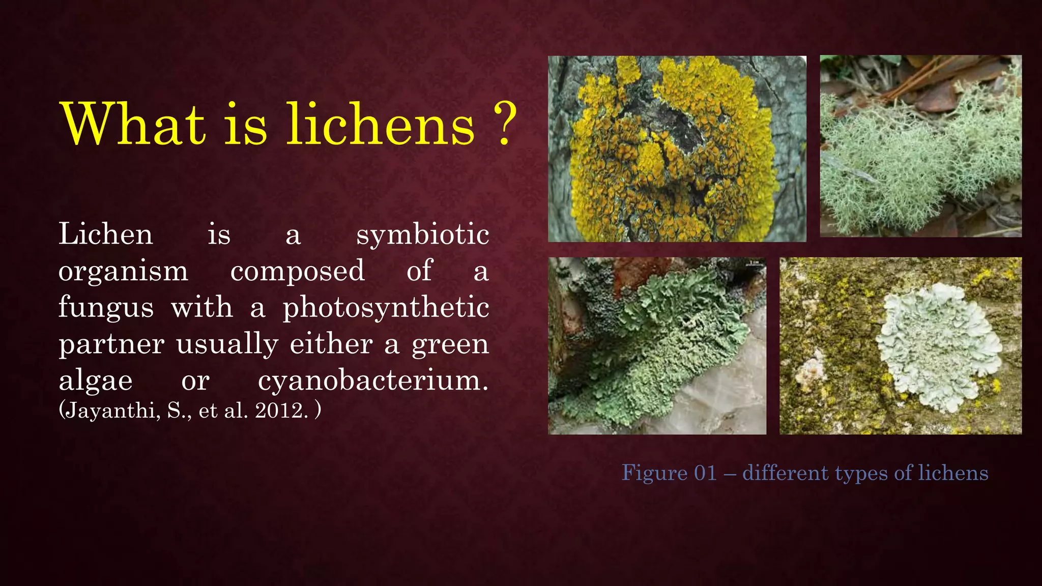 Lichens main features & their applications | PPTX
