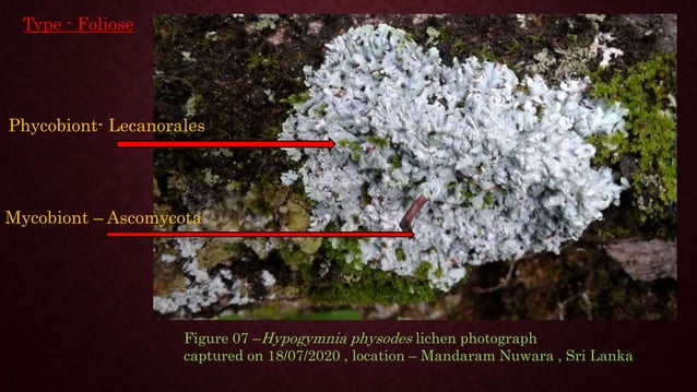 Lichens main features & their applications | PPTX | Skin and ...