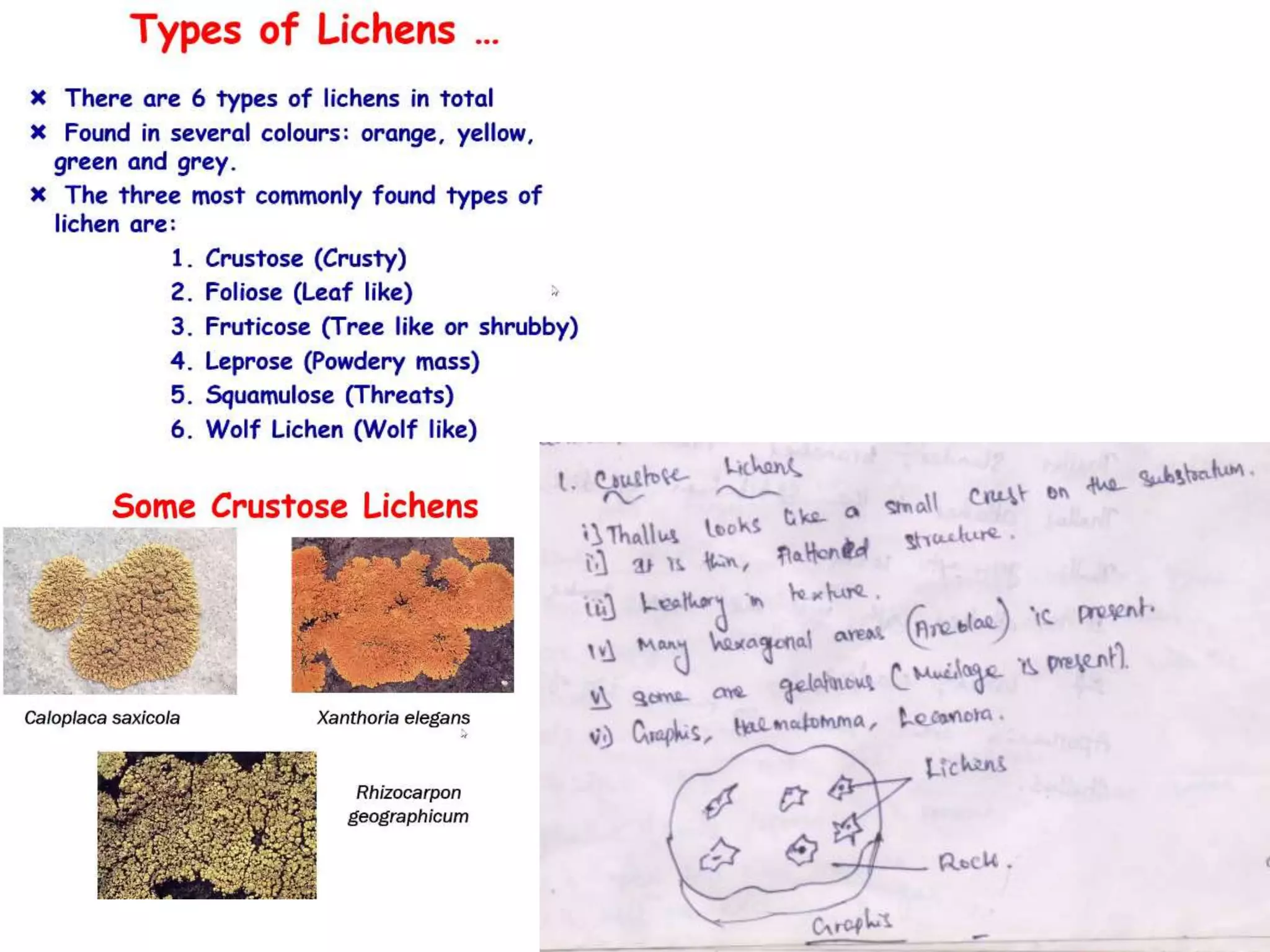 Lichens sturcture, classification and reproduction | PPT