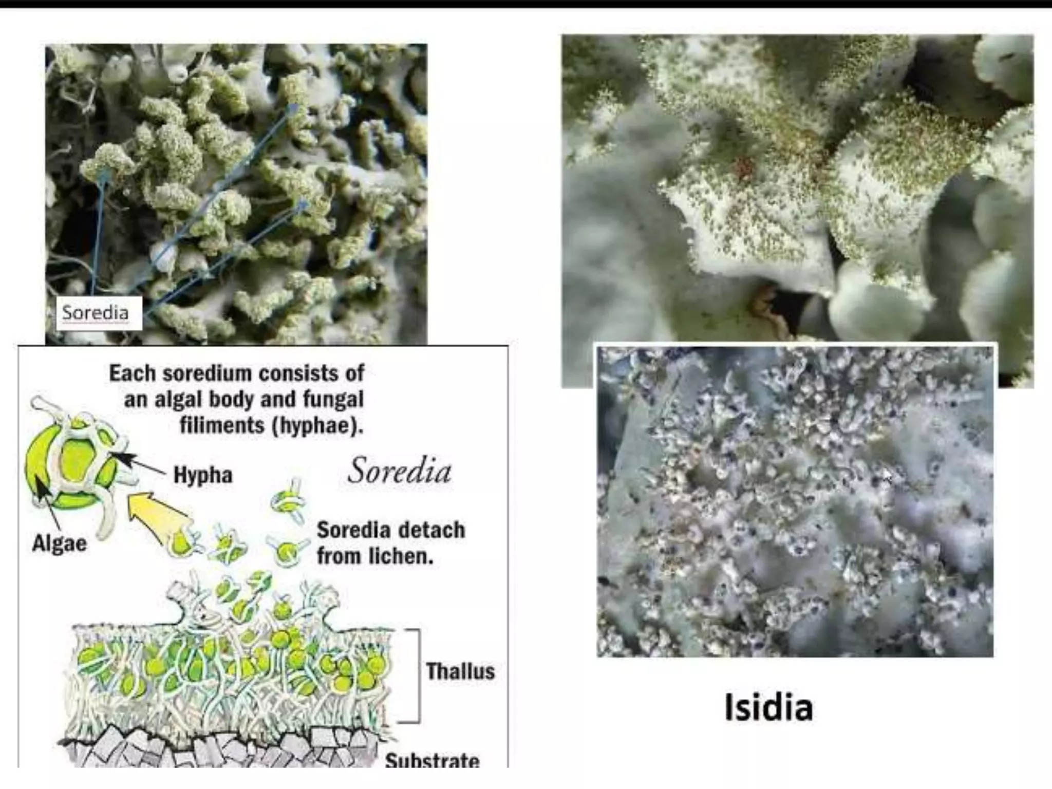 Lichens sturcture, classification and reproduction | PPT