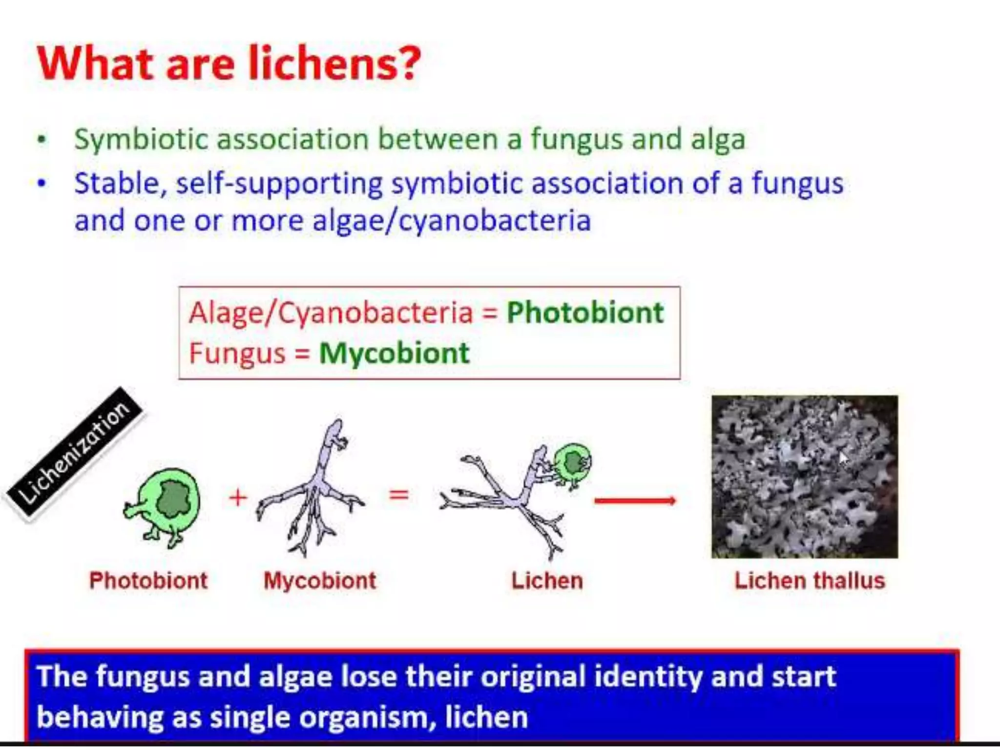Lichens sturcture, classification and reproduction | PPT
