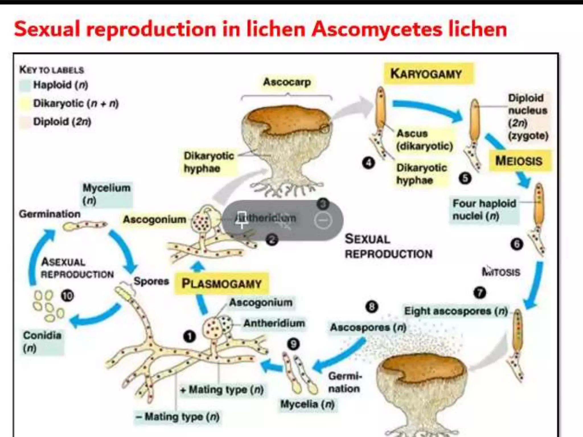 Lichens sturcture, classification and reproduction | PPT