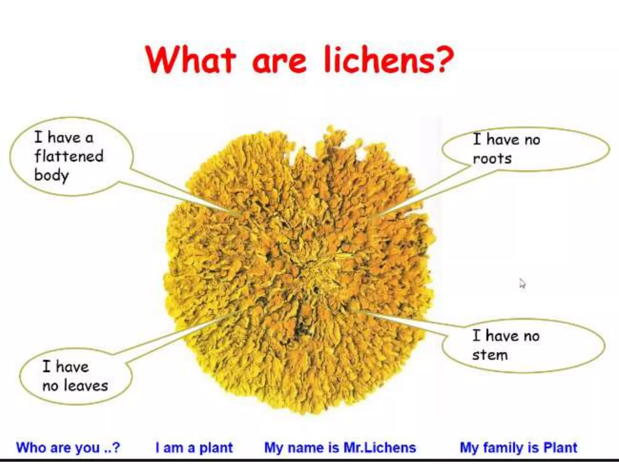 Lichens sturcture, classification and reproduction | PPT