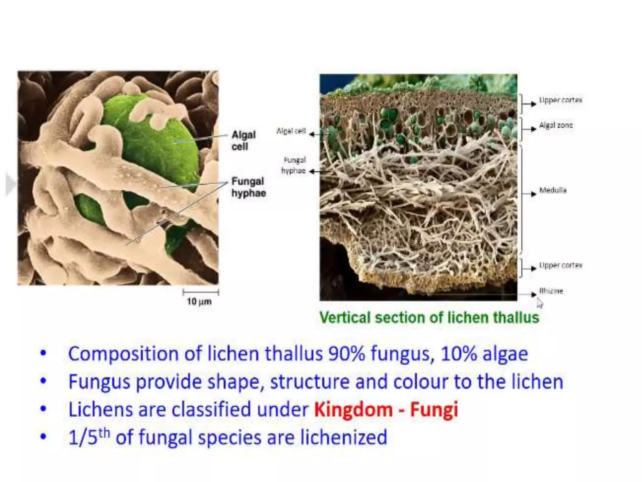 Lichens sturcture, classification and reproduction | PPT