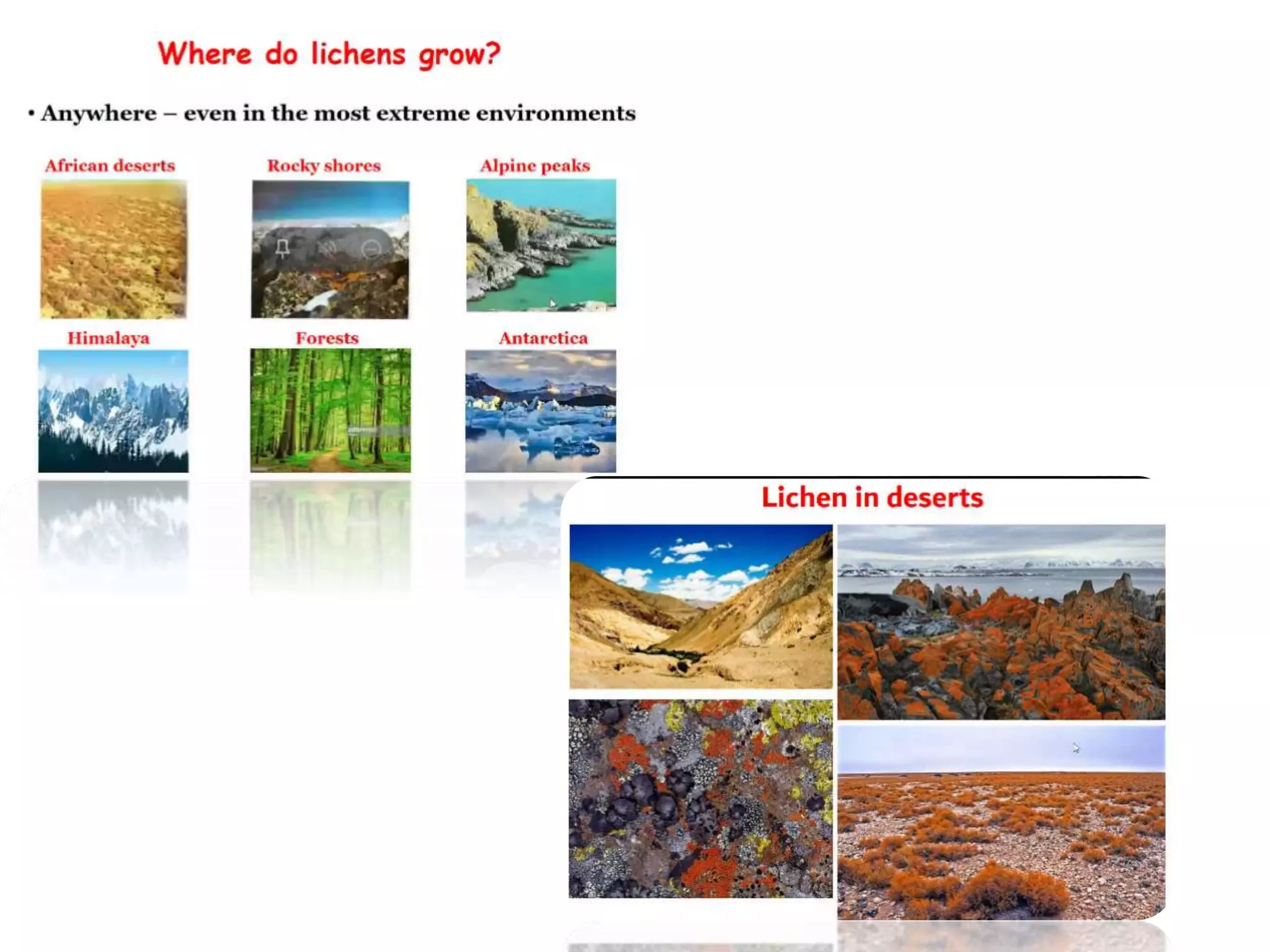 Lichens sturcture, classification and reproduction | PPT