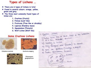 Lichens sturcture, classification and reproduction | PPT