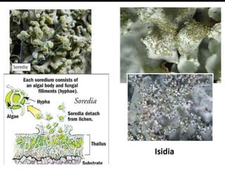 Lichens sturcture, classification and reproduction | PPT
