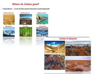 Lichens sturcture, classification and reproduction | PPT