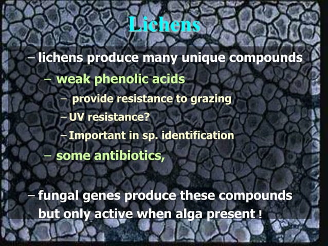 lichens (2).PPT