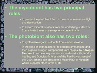 lichens (2).PPT