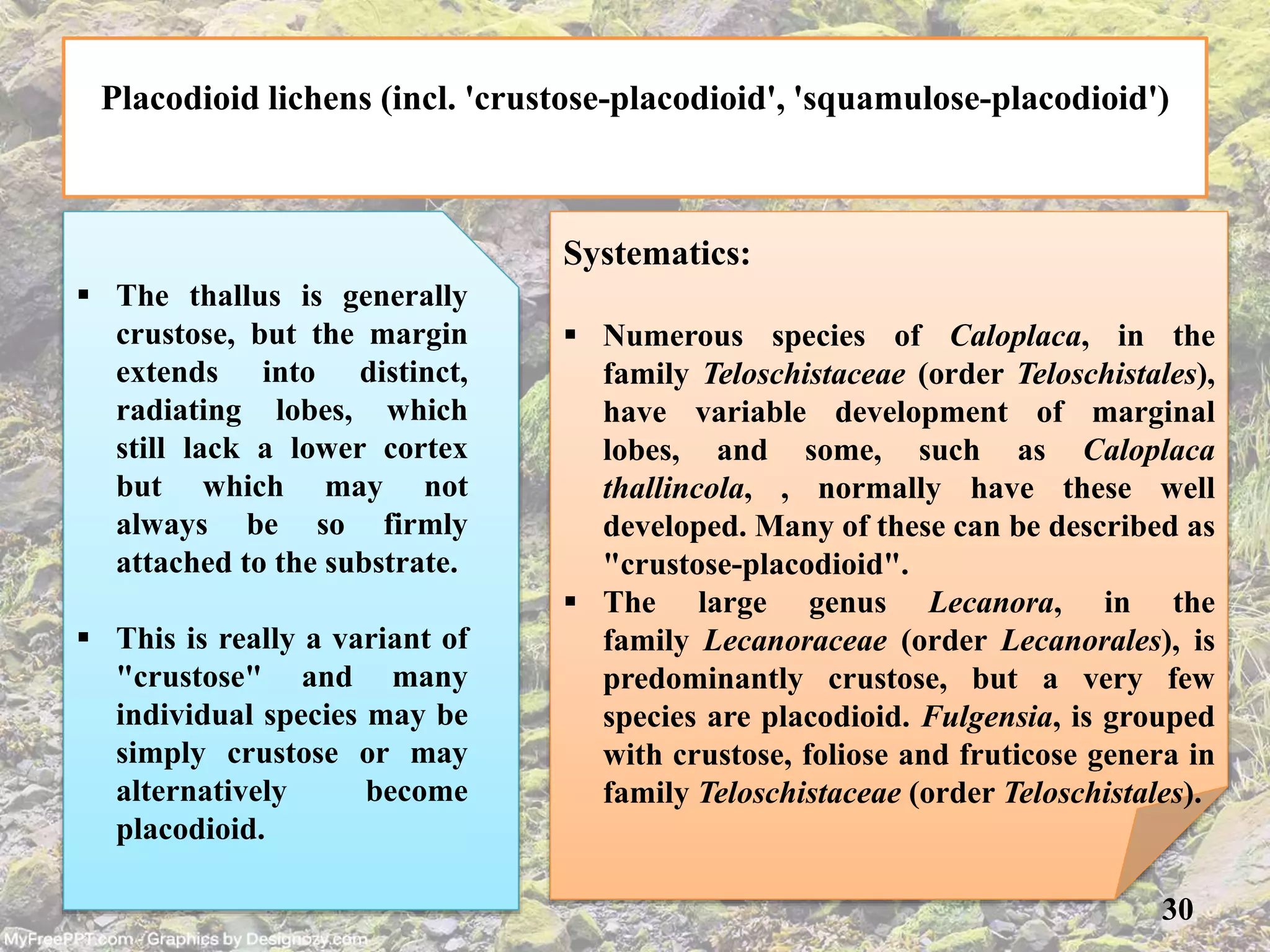 Lichens by Fauzia Razzaq | PPTX