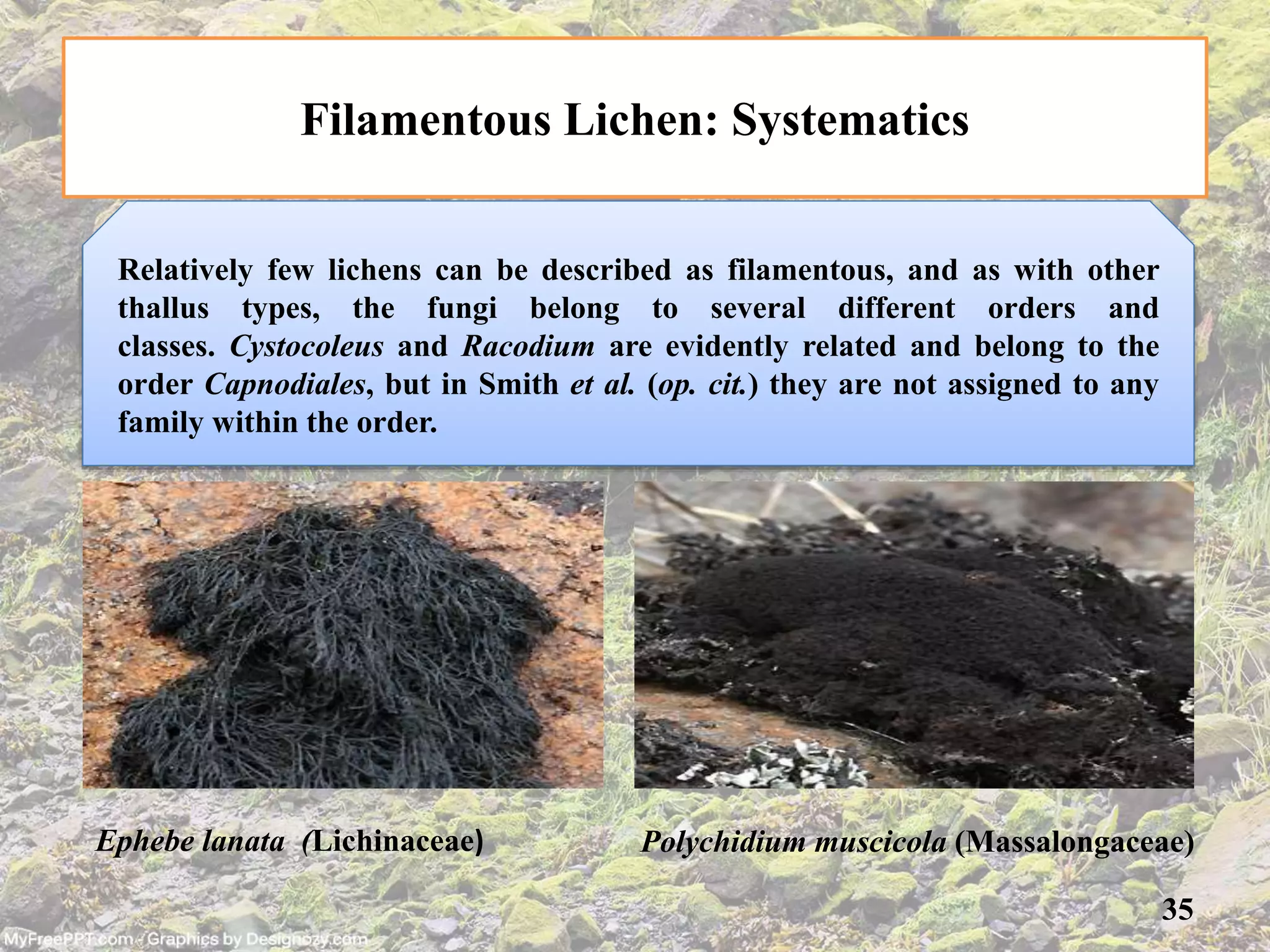 Lichens by Fauzia Razzaq | PPTX