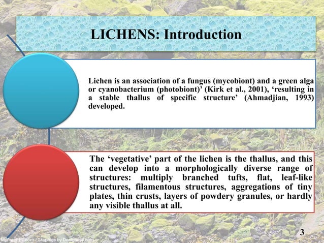 Lichens by Fauzia Razzaq | PPTX