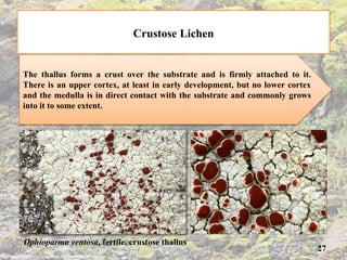 Fruticose Lichen Under Microscope