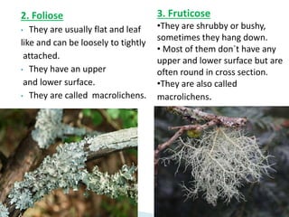 Crustose Foliose Fruticose Lichen