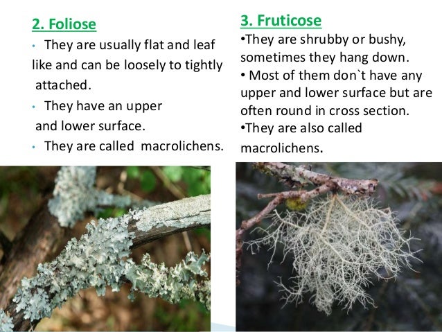 basics of Lichens