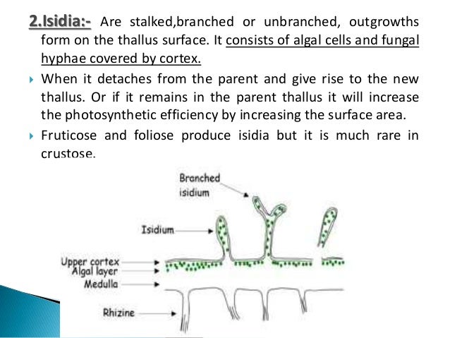 basics of Lichens