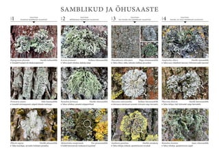 Lichens pollution 12_species_a3_ee | PPT