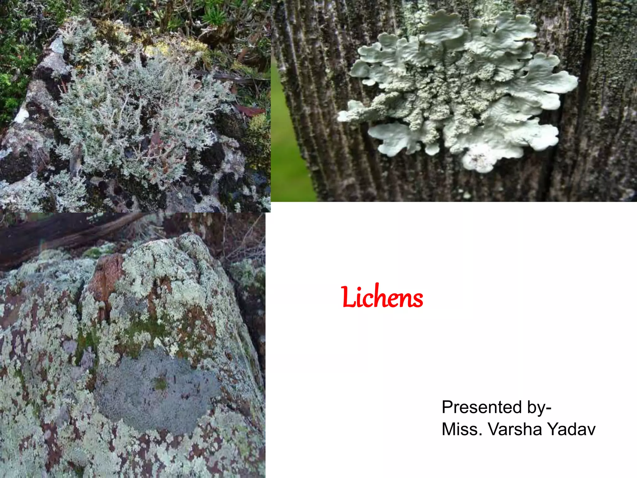 Lichens | PPTX