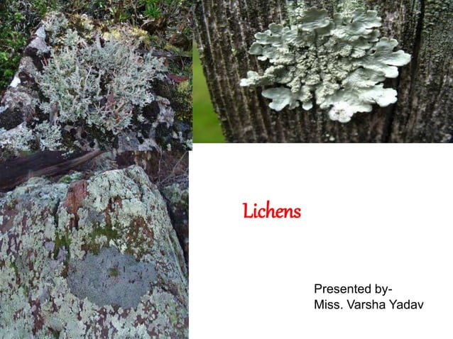 Lichens | PPTX | Skin and Dermatology | Diseases and Conditions
