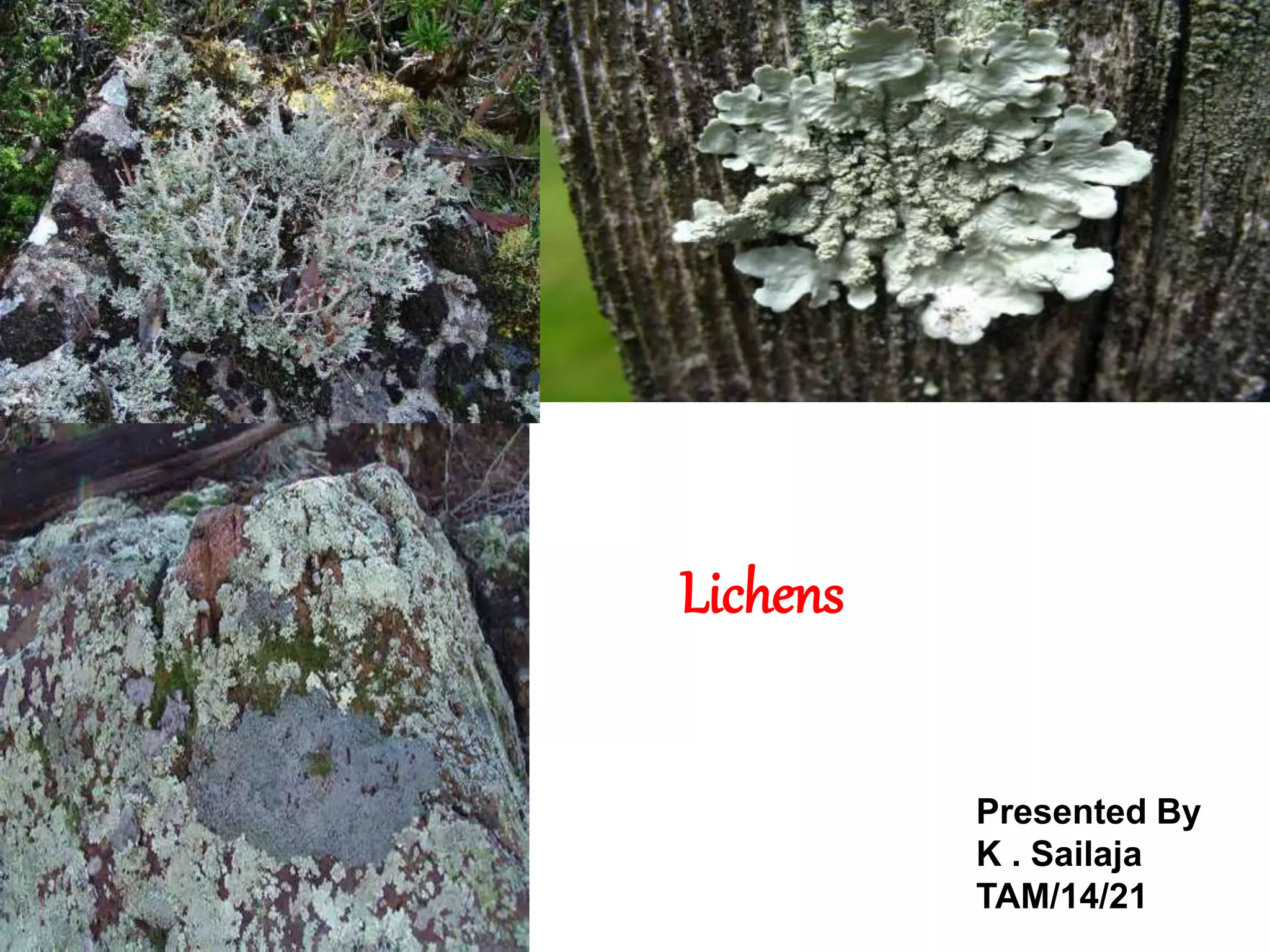 Lichens ppt | PPTX
