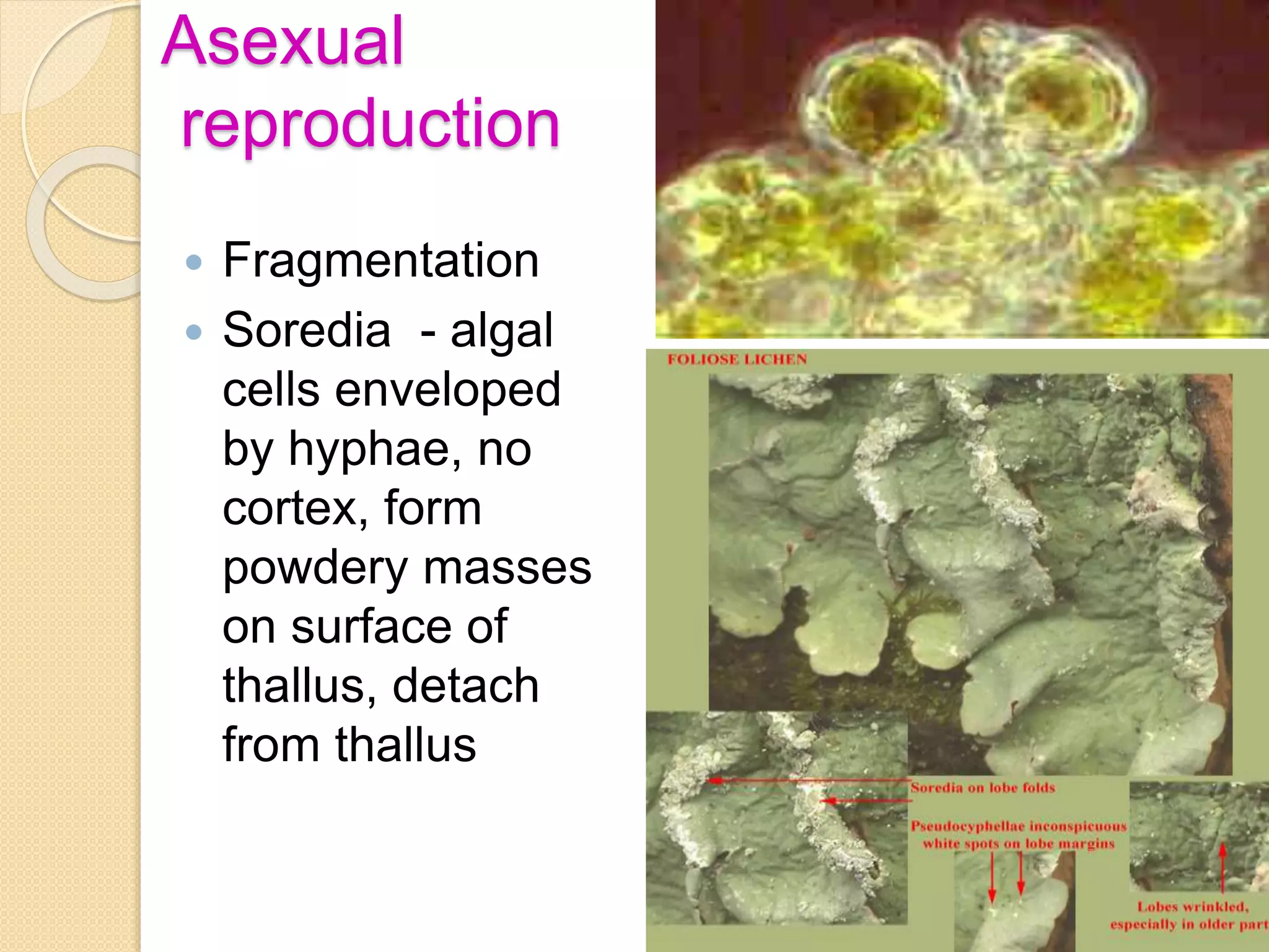 Lichens ppt | PPTX