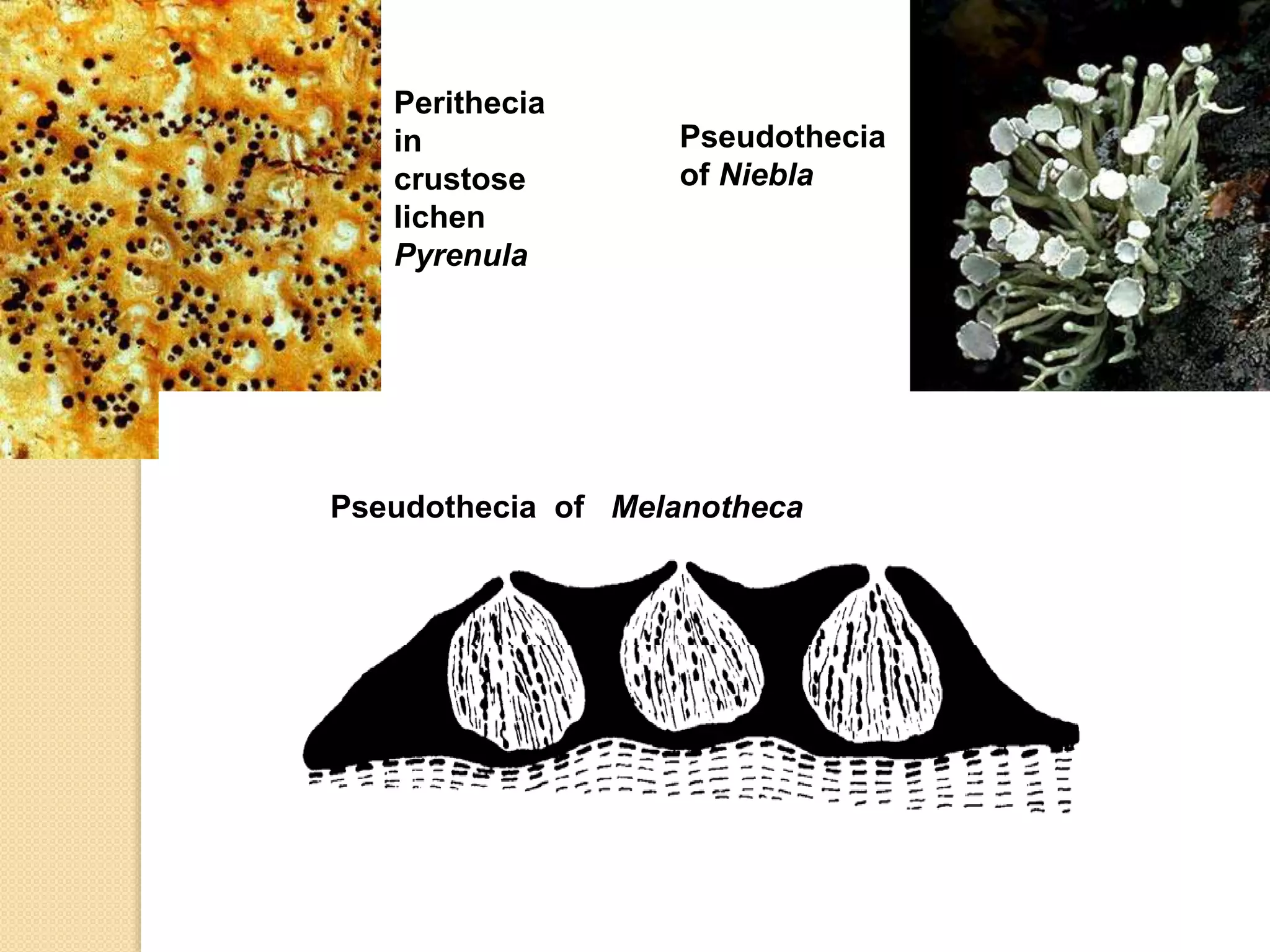 Lichens ppt | PPTX