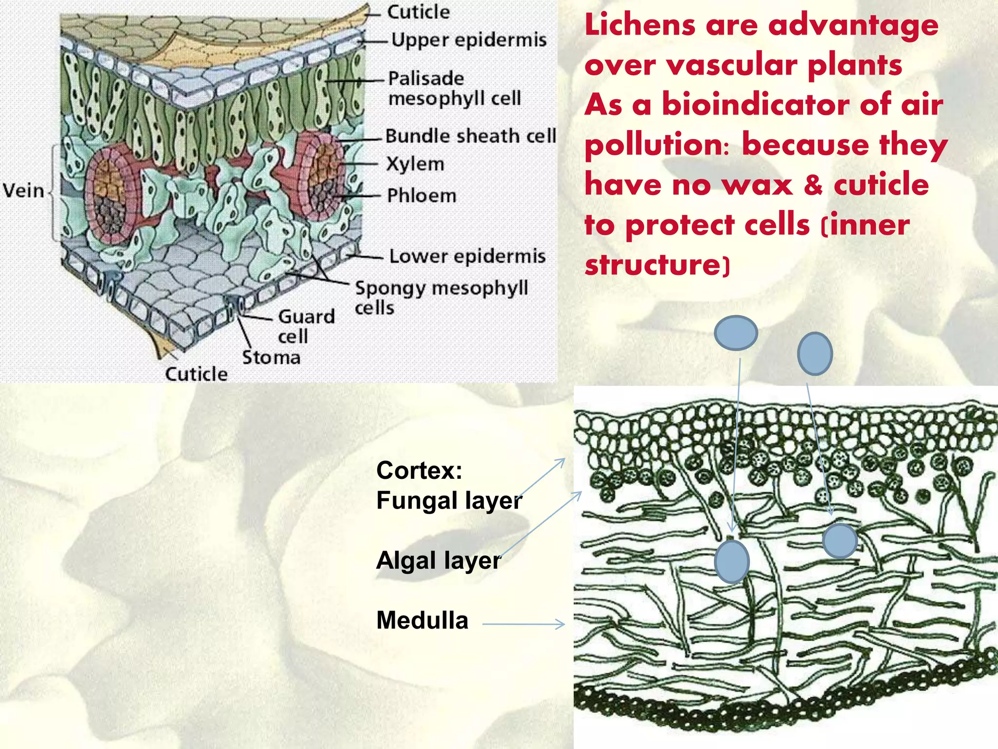 Lichens ppt | PPTX
