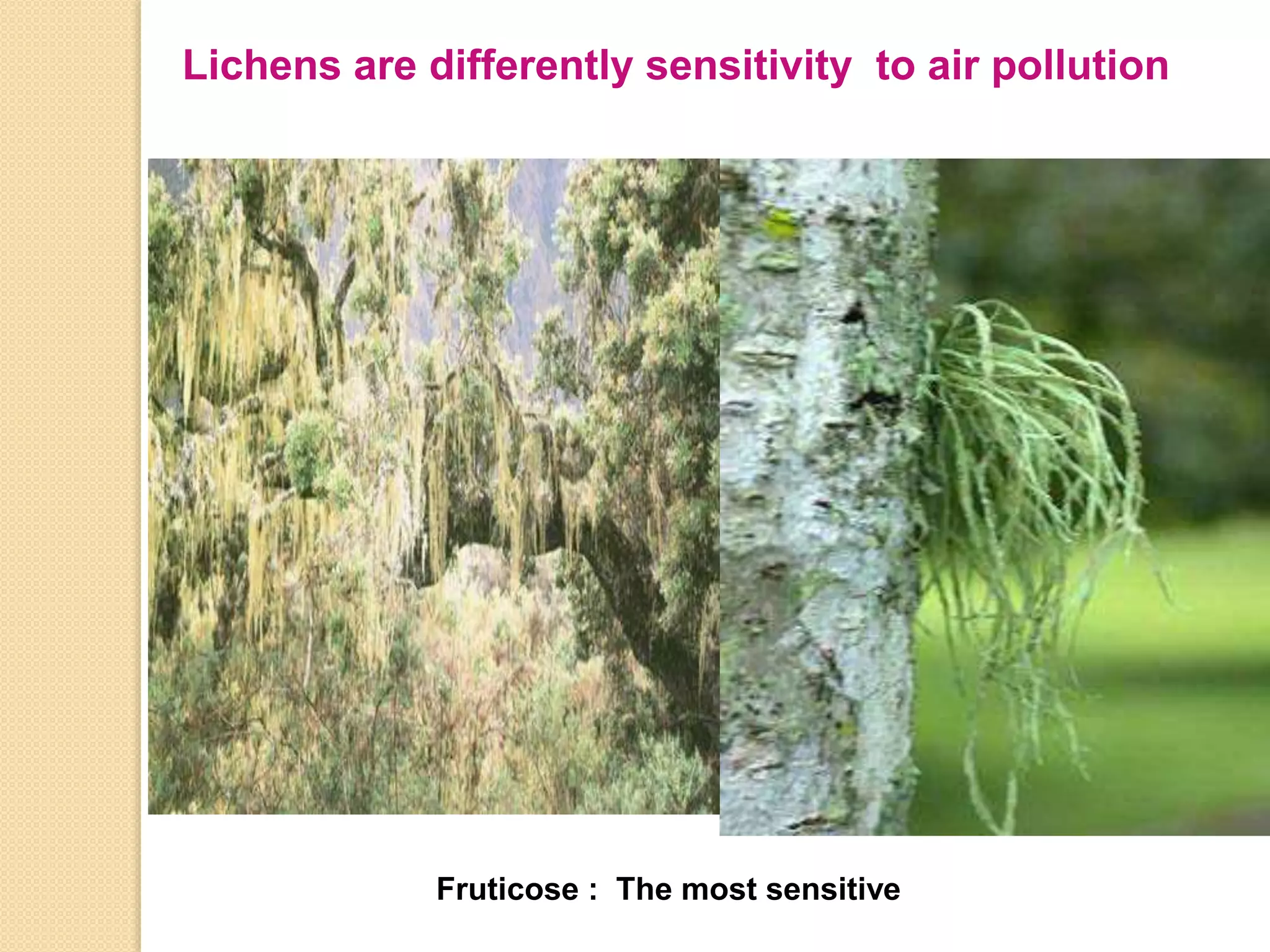 Lichens ppt | PPTX