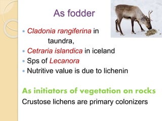 Lichens ppt | PPTX