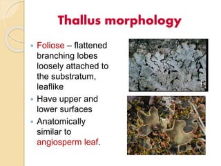 Foliose Lichen Apothecium