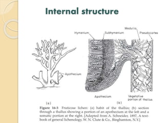 Fruticose Lichen Diagram