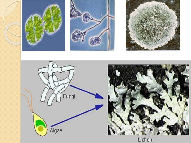 Lichens ppt
