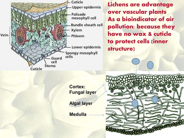 Lichens ppt