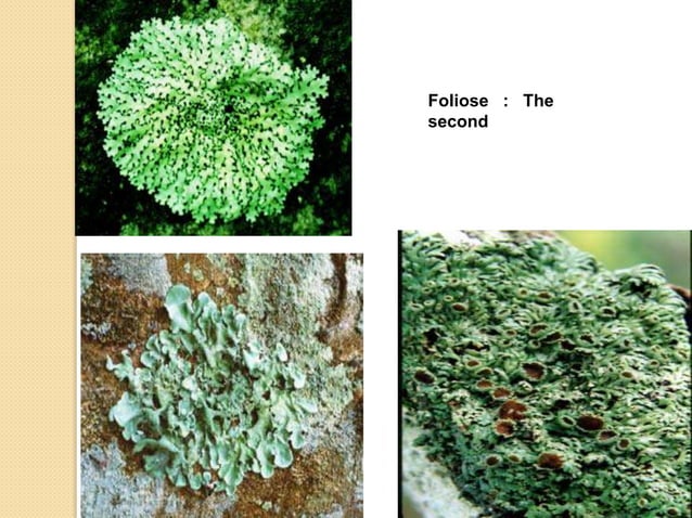 Lichens ppt