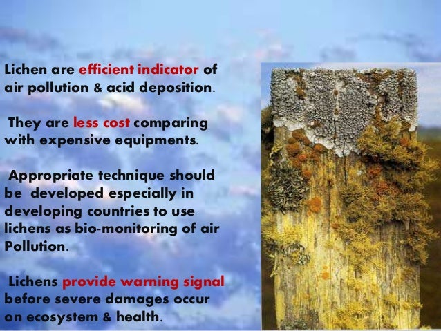 Lichens ppt