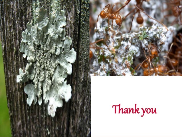 Lichens ppt