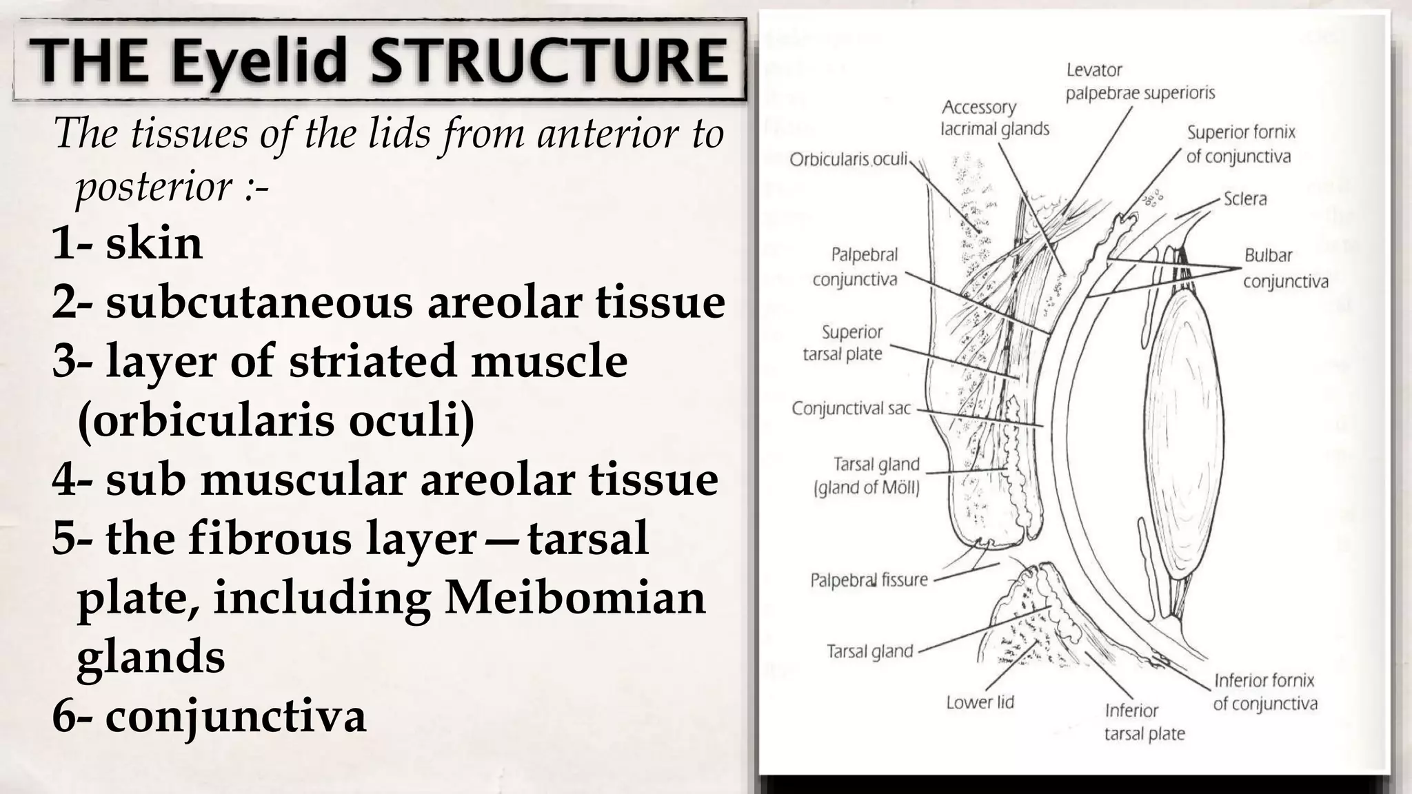Lid 1 slideshare | PPTX