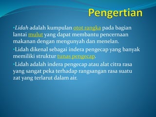 Lidah | PPTX