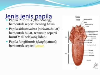 Lidah | PPTX