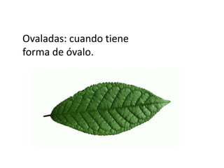 Clasificación de las hojas | PPS