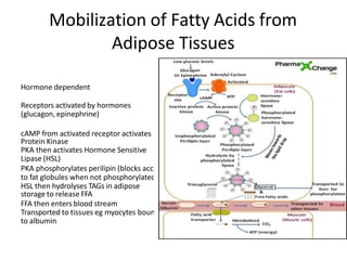 Lidid metabolism 11685348459784659494.pptx