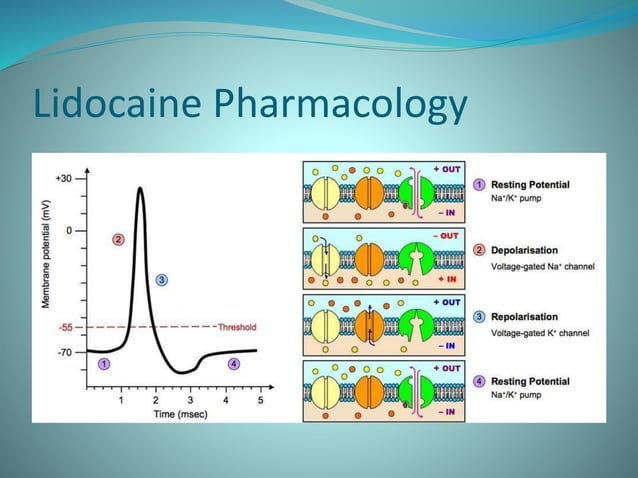 Lidocaine in Asthma | PPTX