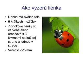 Lienka.ppt