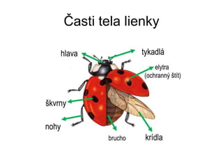 Lienka.ppt