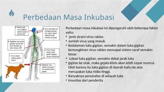 Kejadian Luar Biasa (KLB) rabies.ppt di Indonesia x | PPT