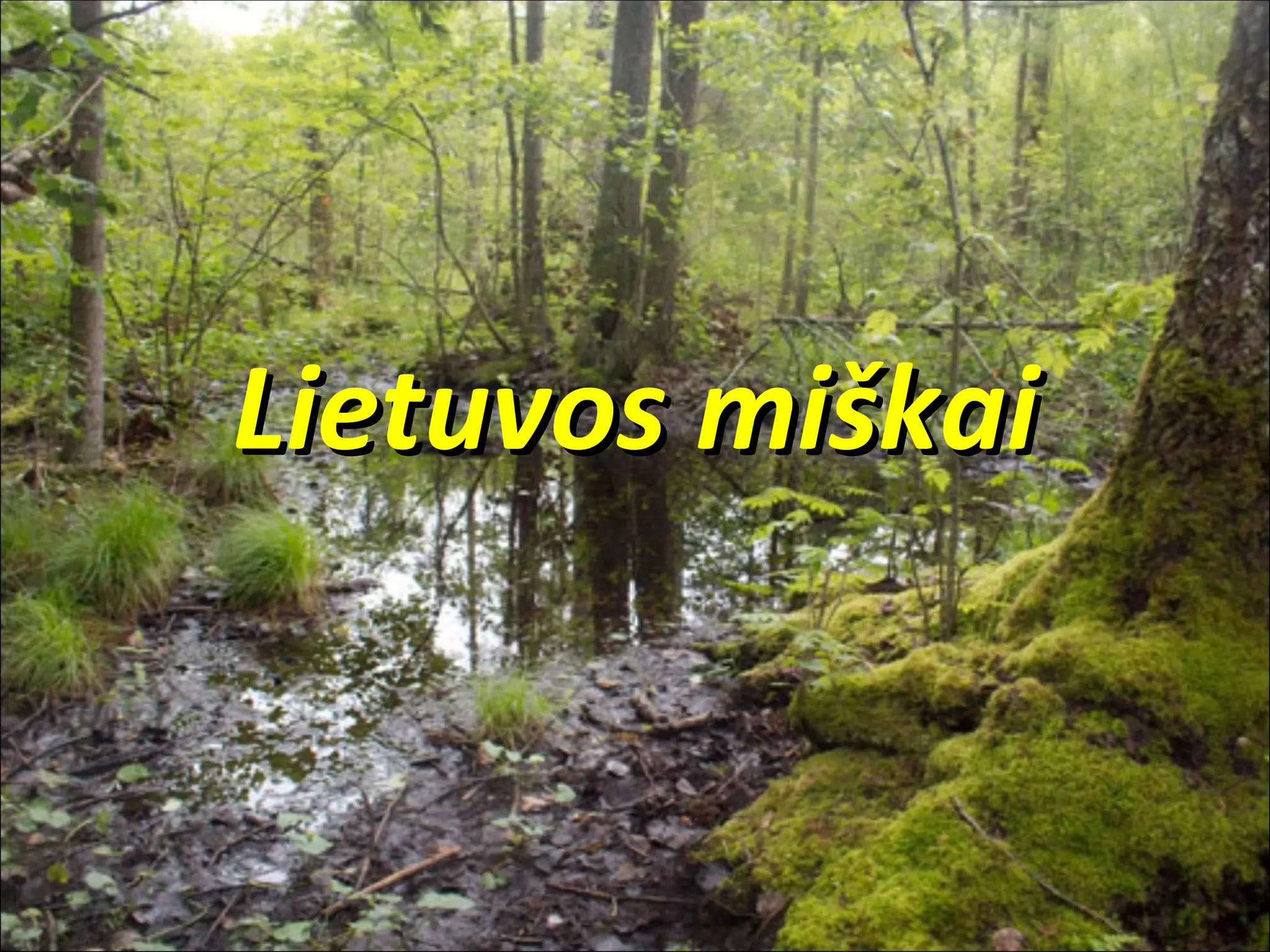 Lietuvos miškai | PPT