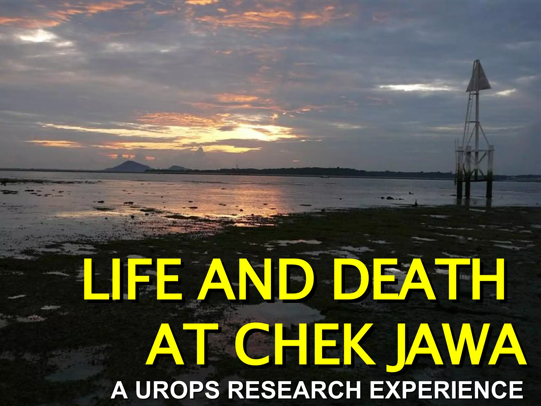 Life And Death at Chek Jawa | PPT